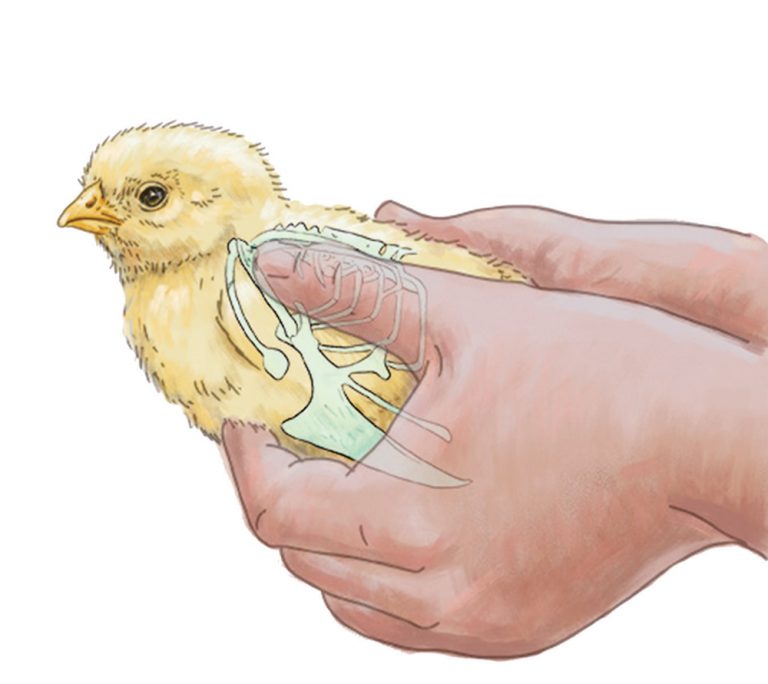 Common Mistakes New Poultry Owners Make With Chicks Backyard Poultry